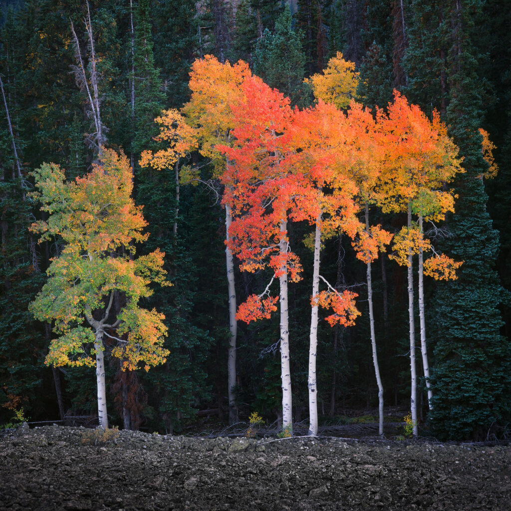 Truffula Trees – Lucid Landscape Prints